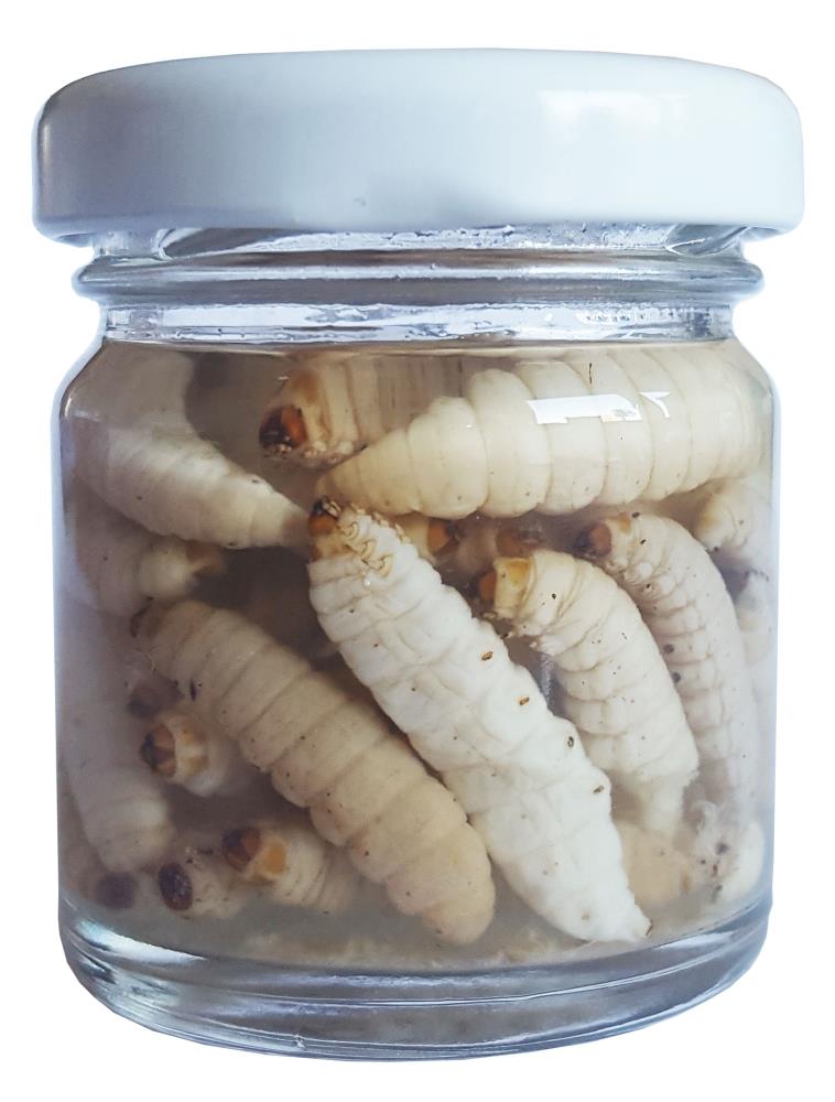 TEIGNE MOMIFIEE X25 - WATER QUEEN | Terres & Eaux